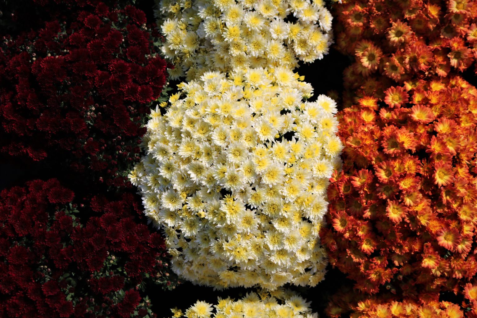 Perennial Favorites – "Growing What Matters"